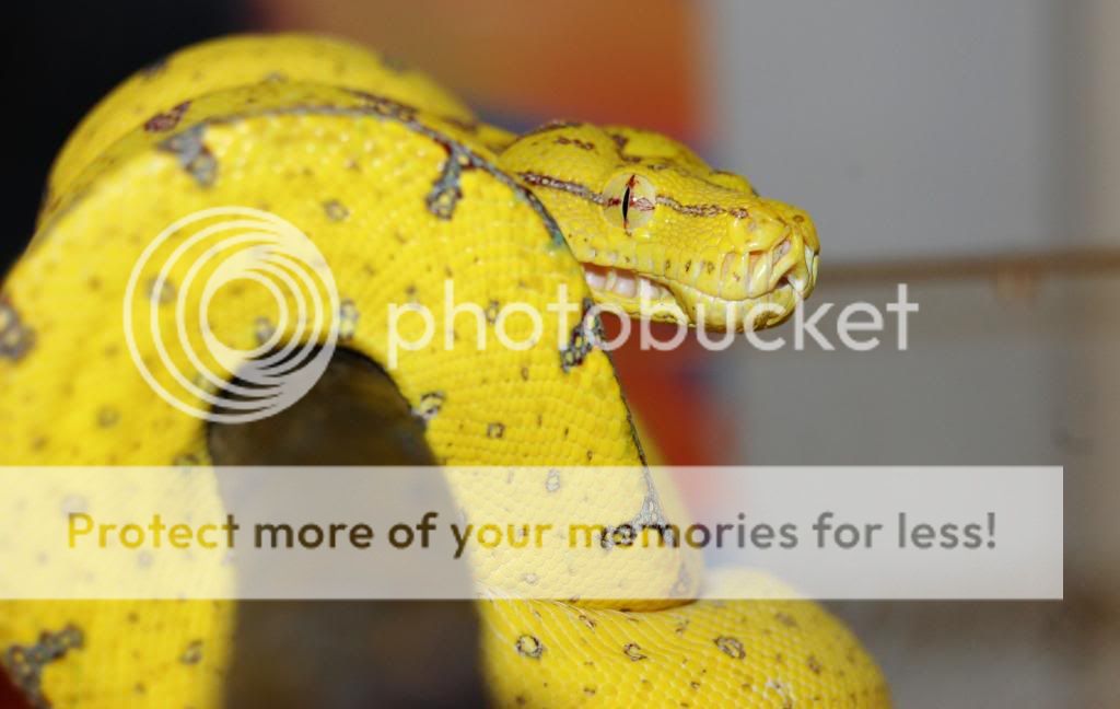 Manokwari Green Tree Python. | Reptile Forums