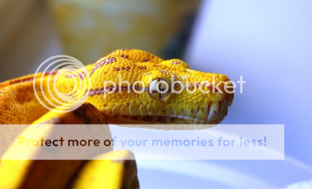 Manokwari Green Tree Python | Reptile Forums