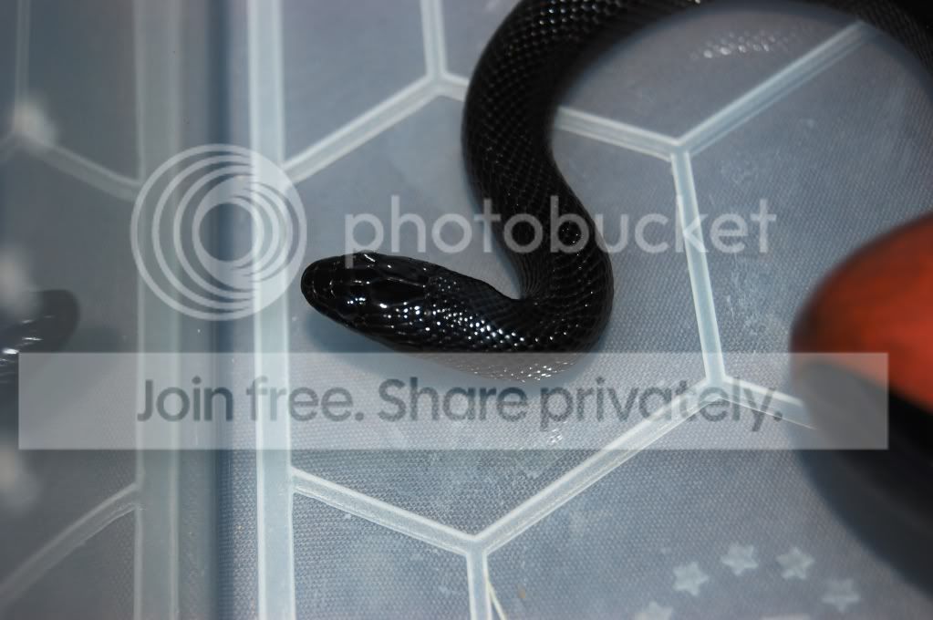 King snakes overlooked? | Reptile Forums