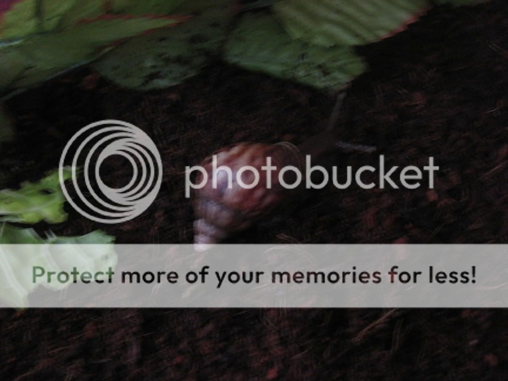 spider substrate | Reptile Forums