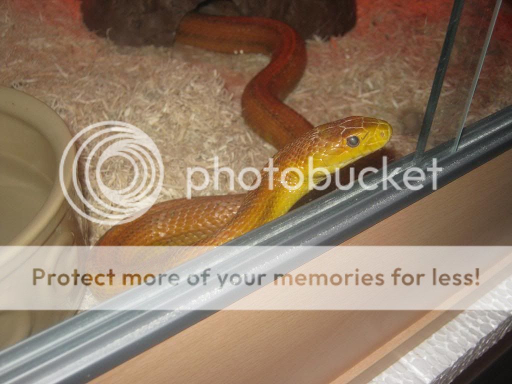 The family | Reptile Forums